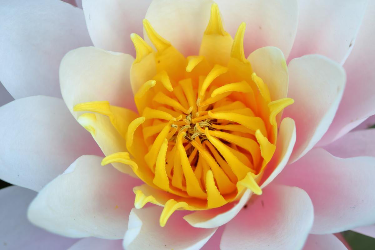 REMEDE THERAPY, PLLC – Yupei Pearl Hu, MD, MPH